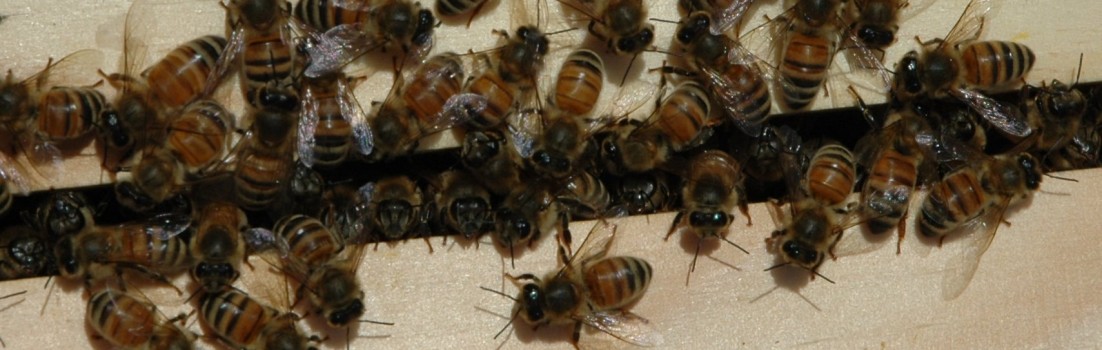 The World's Largest Honey Bees - BEVERLY BEES