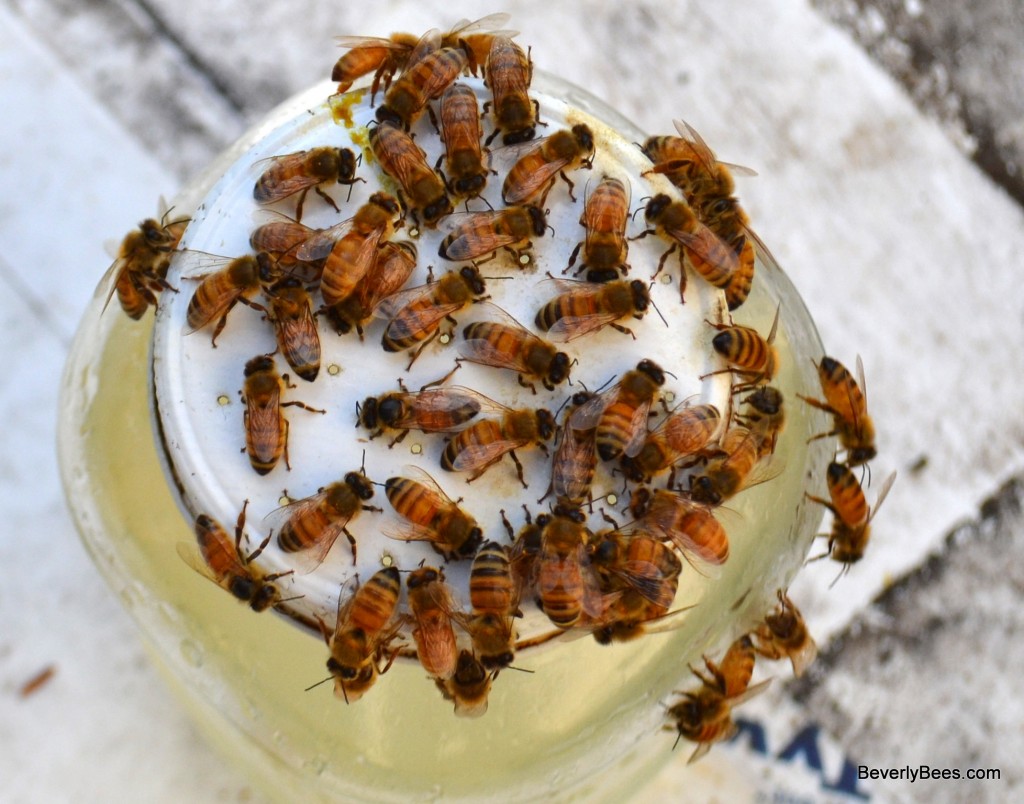 So Many Bees, So Little Honey ‣ Beverly Bees