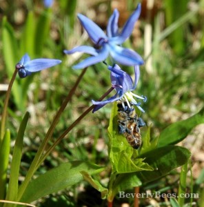 Blue Pollen, Honeybees and Siberian Squill - Beverly Bees