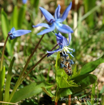 Blue Pollen, Honeybees and Siberian Squill - Beverly Bees