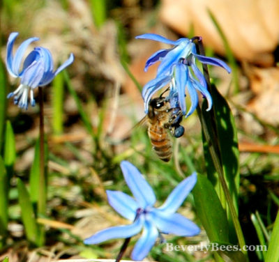 Blue Pollen, Honeybees and Siberian Squill - Beverly Bees