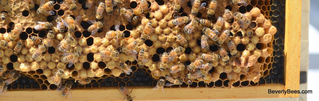 Drone Bees – Beverly Bees