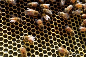 Extracting Brood Frames In A Honey Bound Hive ‣ Beverly Bees