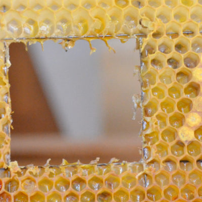 How To Prepare Samples For Bee Disease Diagnosis - Beverly Bees