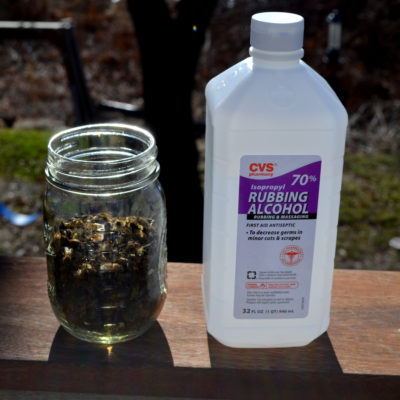 How To Prepare Samples For Bee Disease Diagnosis - Beverly Bees