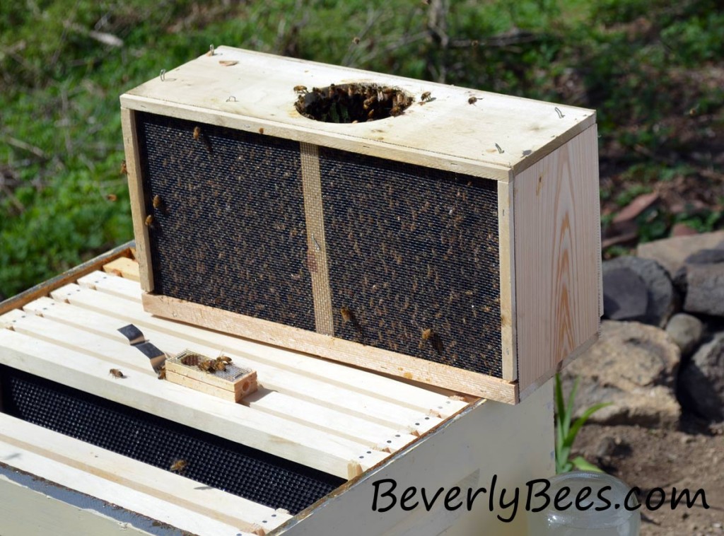 Beginner Beekeeper’s Guide - Beverly Bees