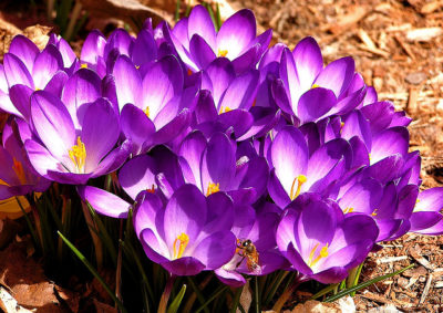 Crocus: Early Spring Forage For Bees ‣ Beverly Bees