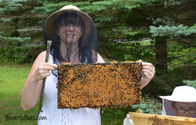 What is Treatment Free Beekeeping? – Beverly Bees