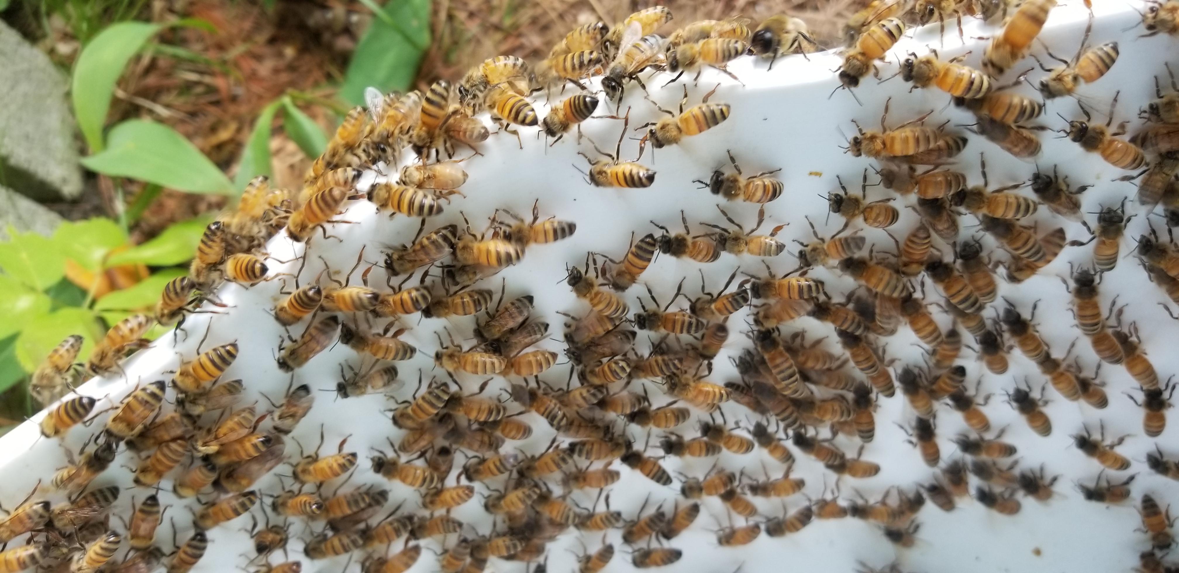 Our Honey Bee Health Report - Beverly Bees