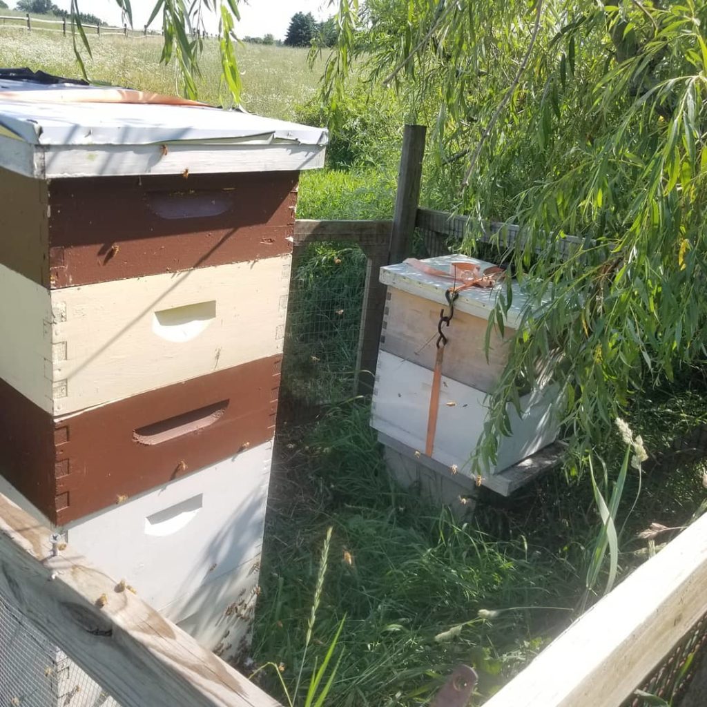 3 lb Package Bees For Sale Spring 2021 ‣ Beverly Bees